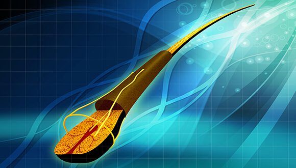 La Vida Del Pelo: Anagen, Catagen, Telogen y Kenogen - microfue.es